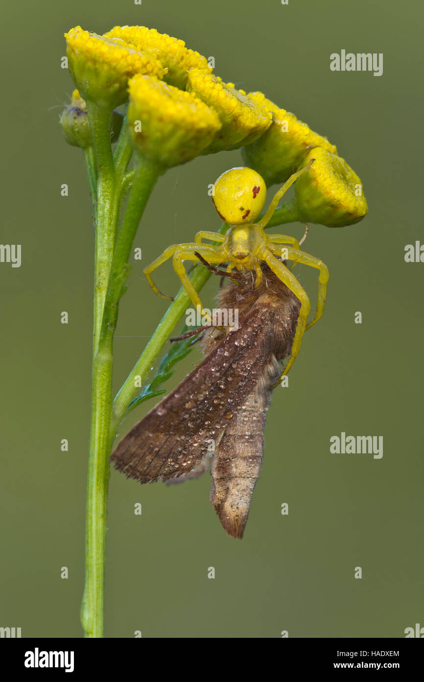 Spider with butterfly hi-res stock photography and images - Alamy