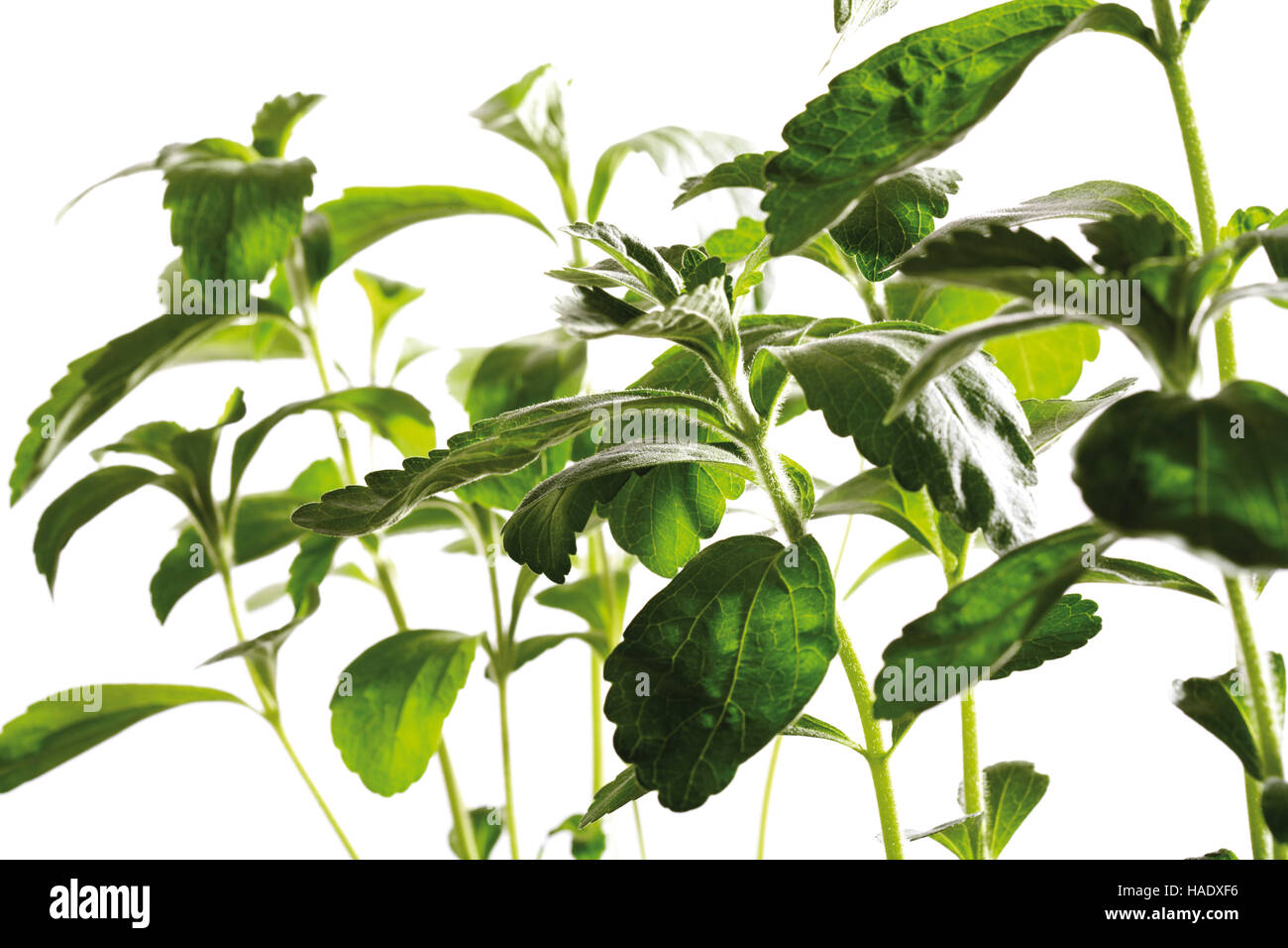 Candyleaf hi-res stock photography and images - Alamy