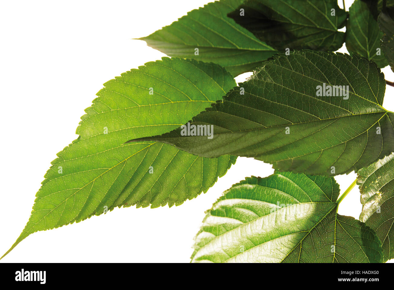 Mulberry leaves (Morus Stock Photo - Alamy
