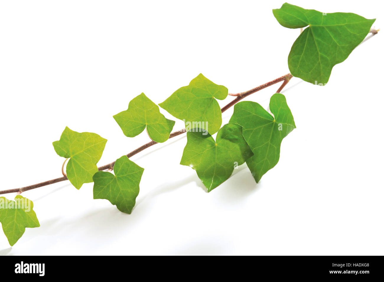 Ivy leaves (Hedera helix Stock Photo - Alamy