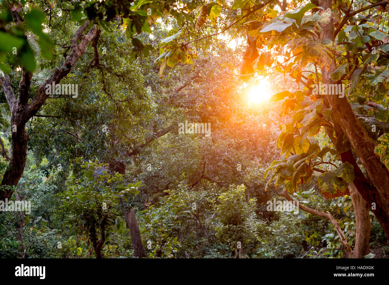 Sun shines through dense forest with golden light Stock Photo - Alamy