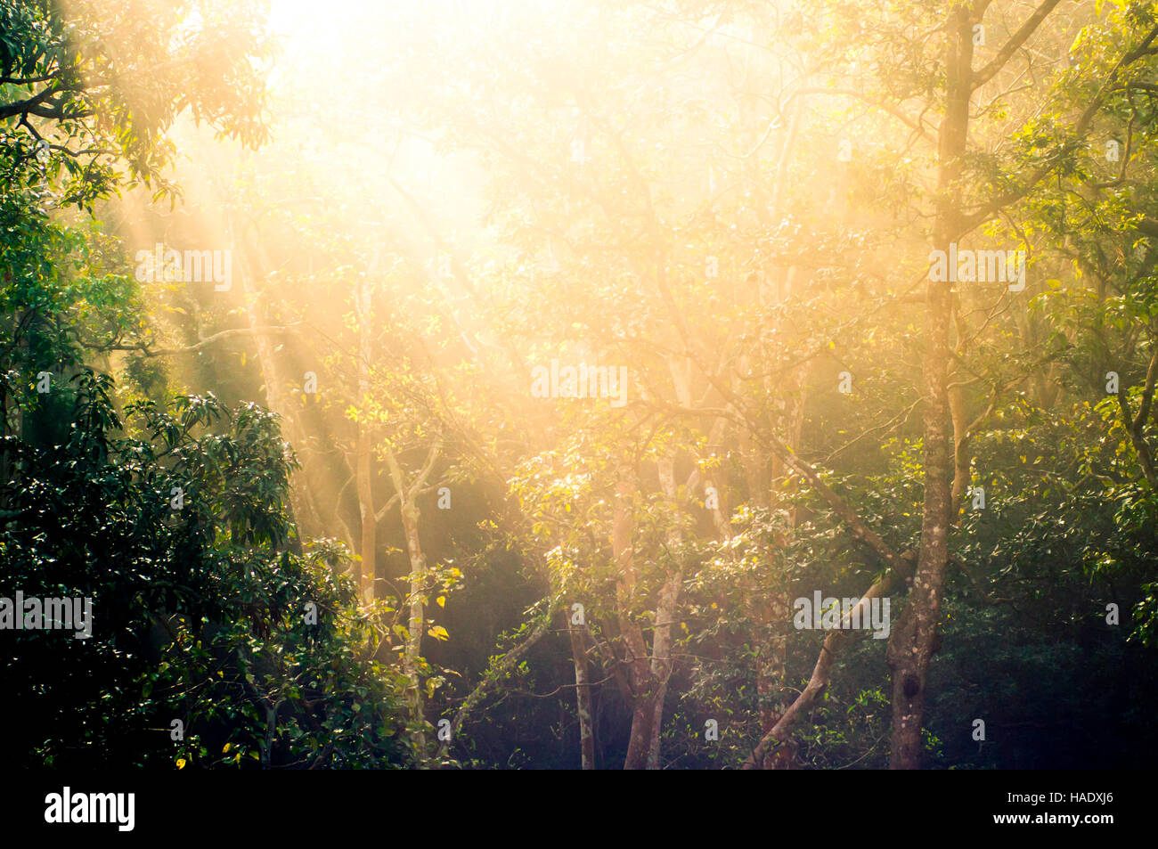 Rays of sunlight with trees Stock Photo - Alamy