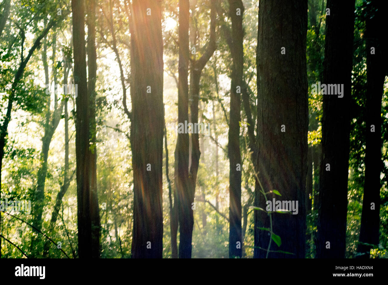 Rays of sunlight with trees Stock Photo - Alamy