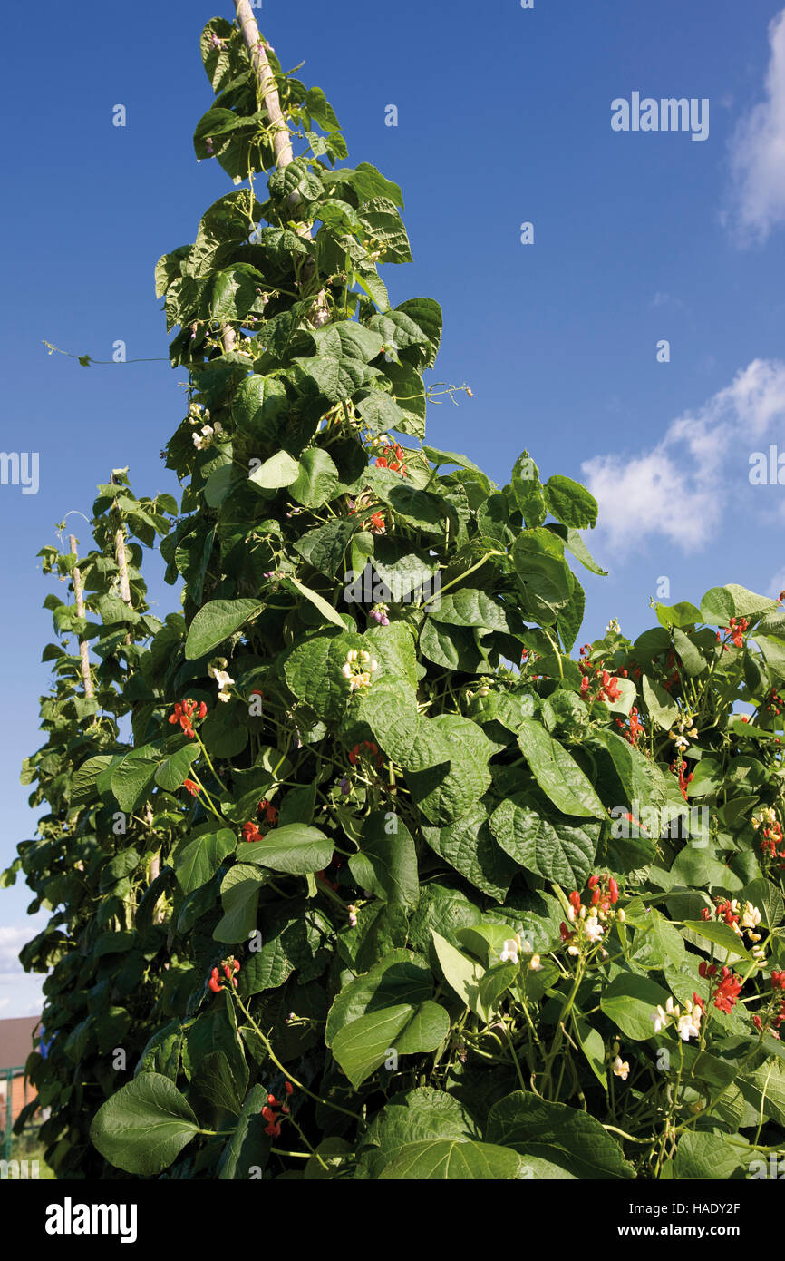 Legumes bean climbing bean runner hi-res stock photography and images ...