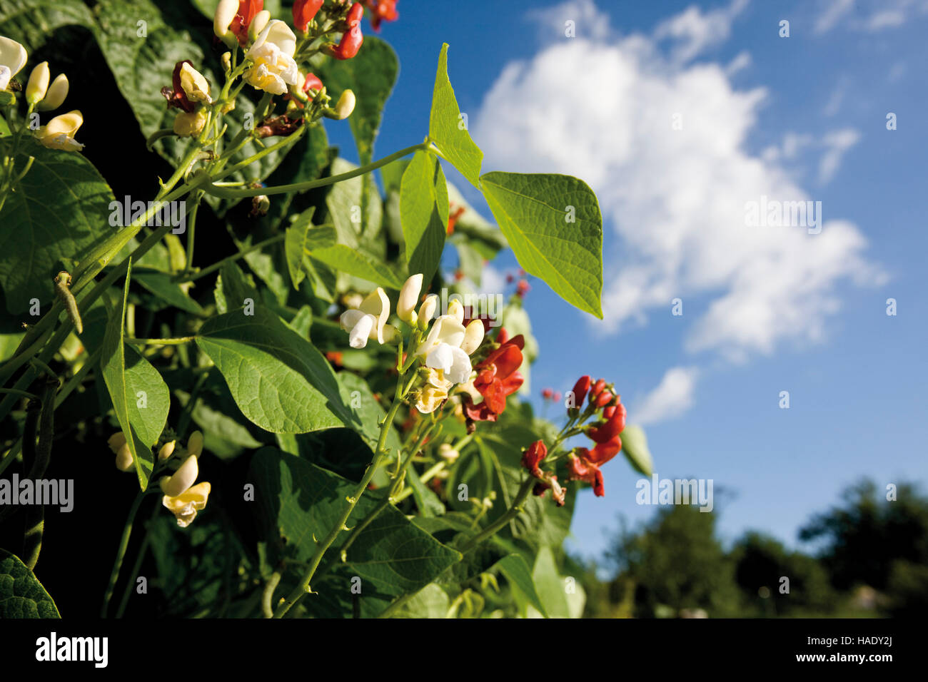 Pole beans plant bloom hi-res stock photography and images - Alamy