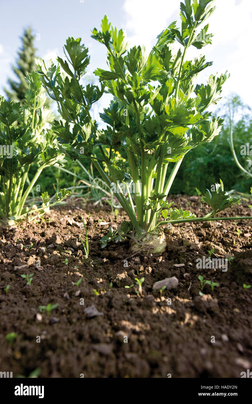 Celery (Apium) in a bed Stock Photo - Alamy