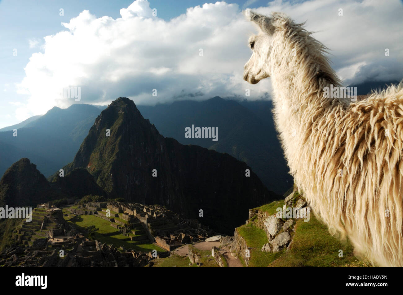 Llama looking at Machu Picchu, Peru, South America Stock Photo - Alamy