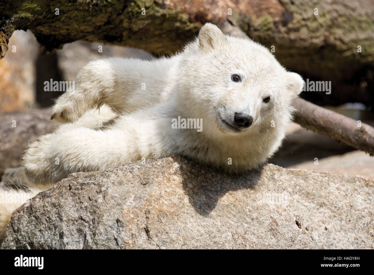 Polar bear Knut at the Zoo in Berlin Stock Photo - Alamy