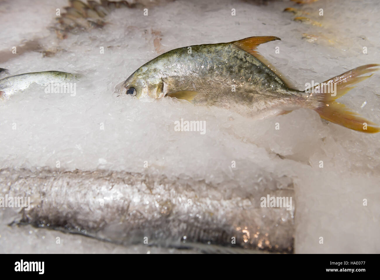 Fresh iced fish hi-res stock photography and images - Alamy