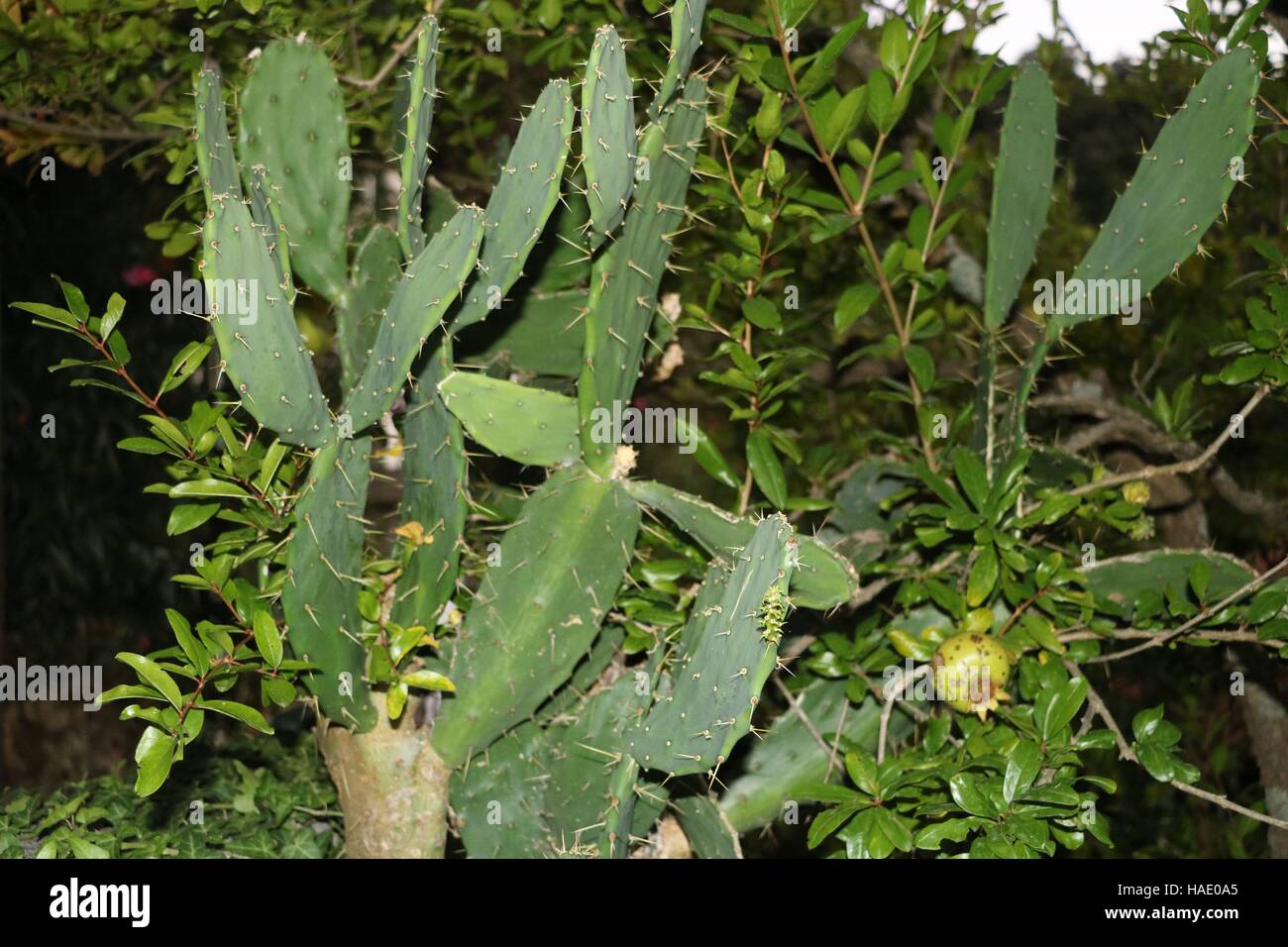 Beautiful cactus wild plants and flowers available in high-resolution ...