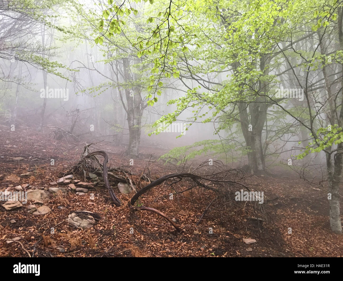 Beech forest. Fog in the forest. National Park of the Montseny in ...