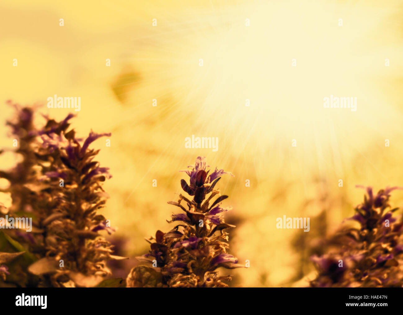 Happy sun flower hi-res stock photography and images - Alamy