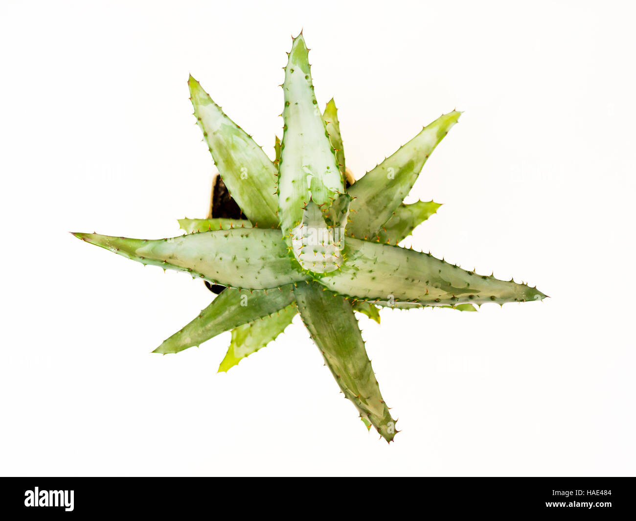 The nature green isolated Cactus Stock Photo - Alamy