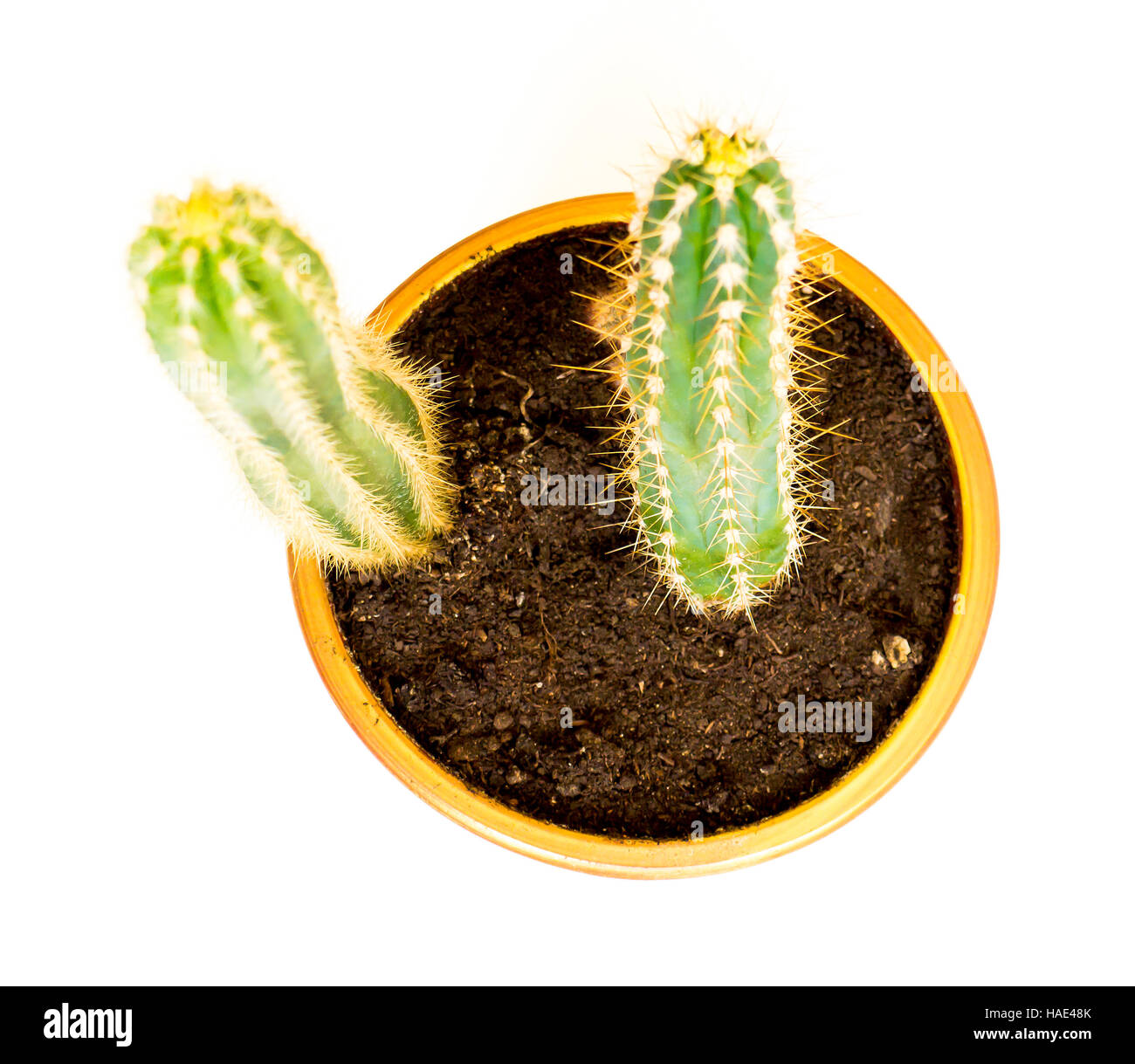 The nature green isolated Cactus Stock Photo - Alamy