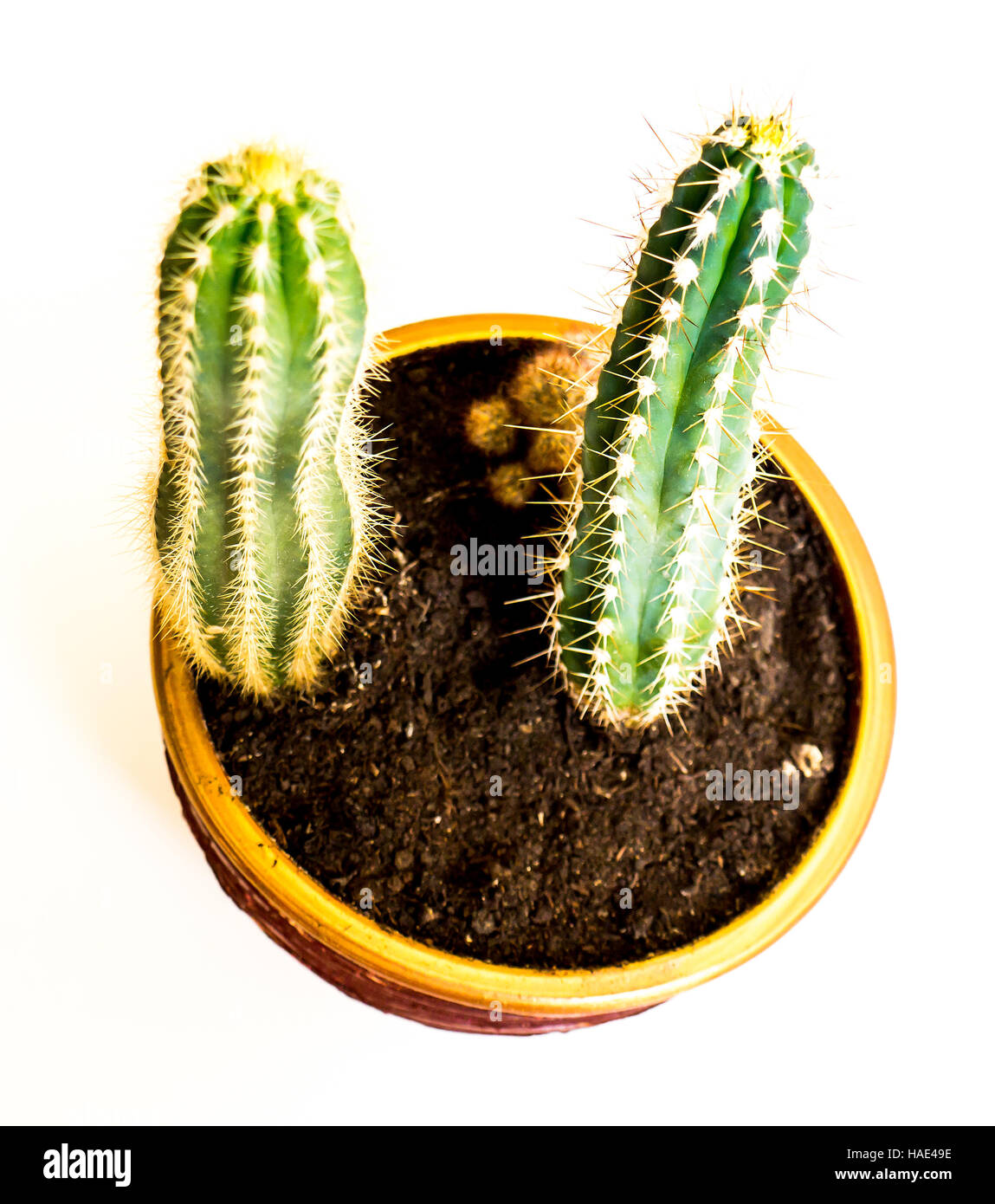 The nature green isolated Cactus Stock Photo - Alamy