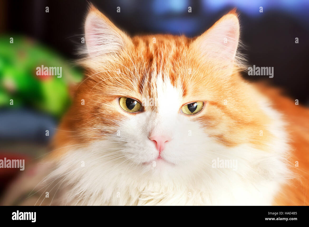 Big red nose hi-res stock photography and images - Alamy