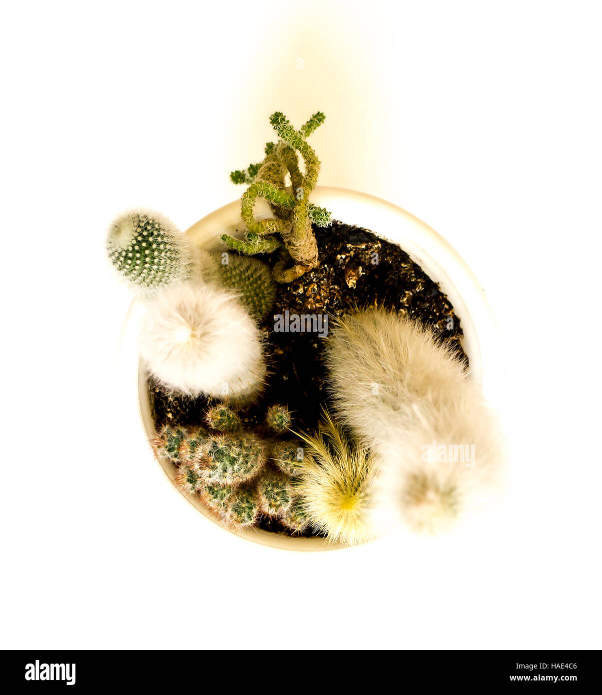 The nature green isolated Cactus Stock Photo - Alamy