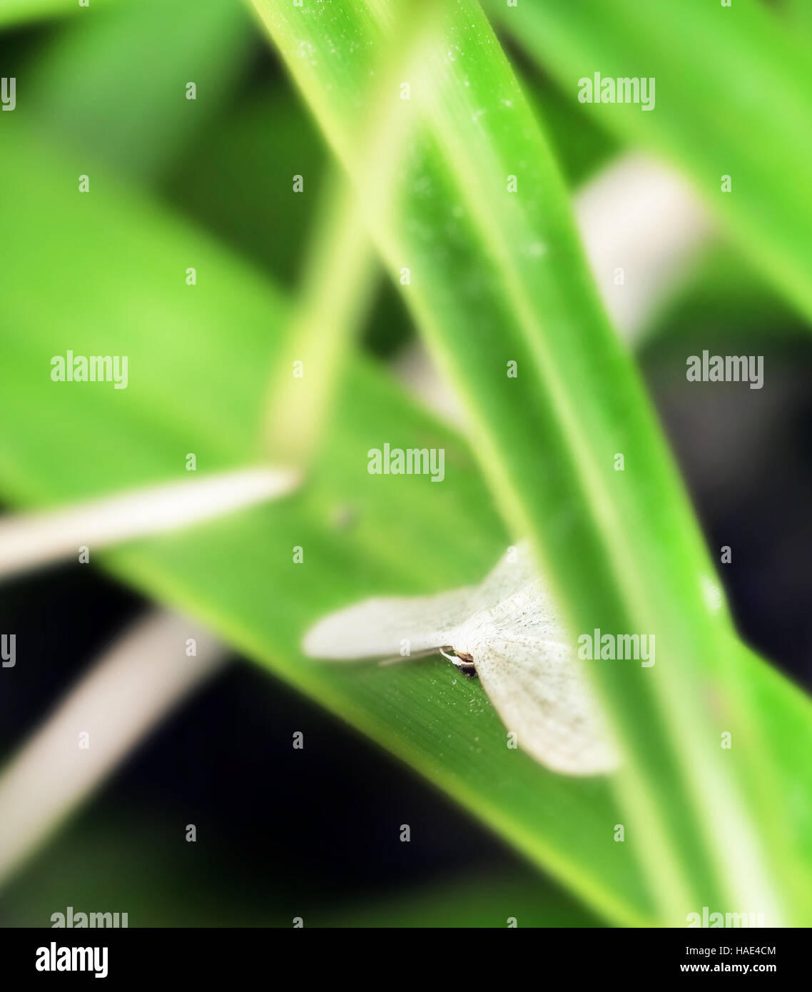 Moth camouflaged in greens at summer cloudy day Stock Photo - Alamy