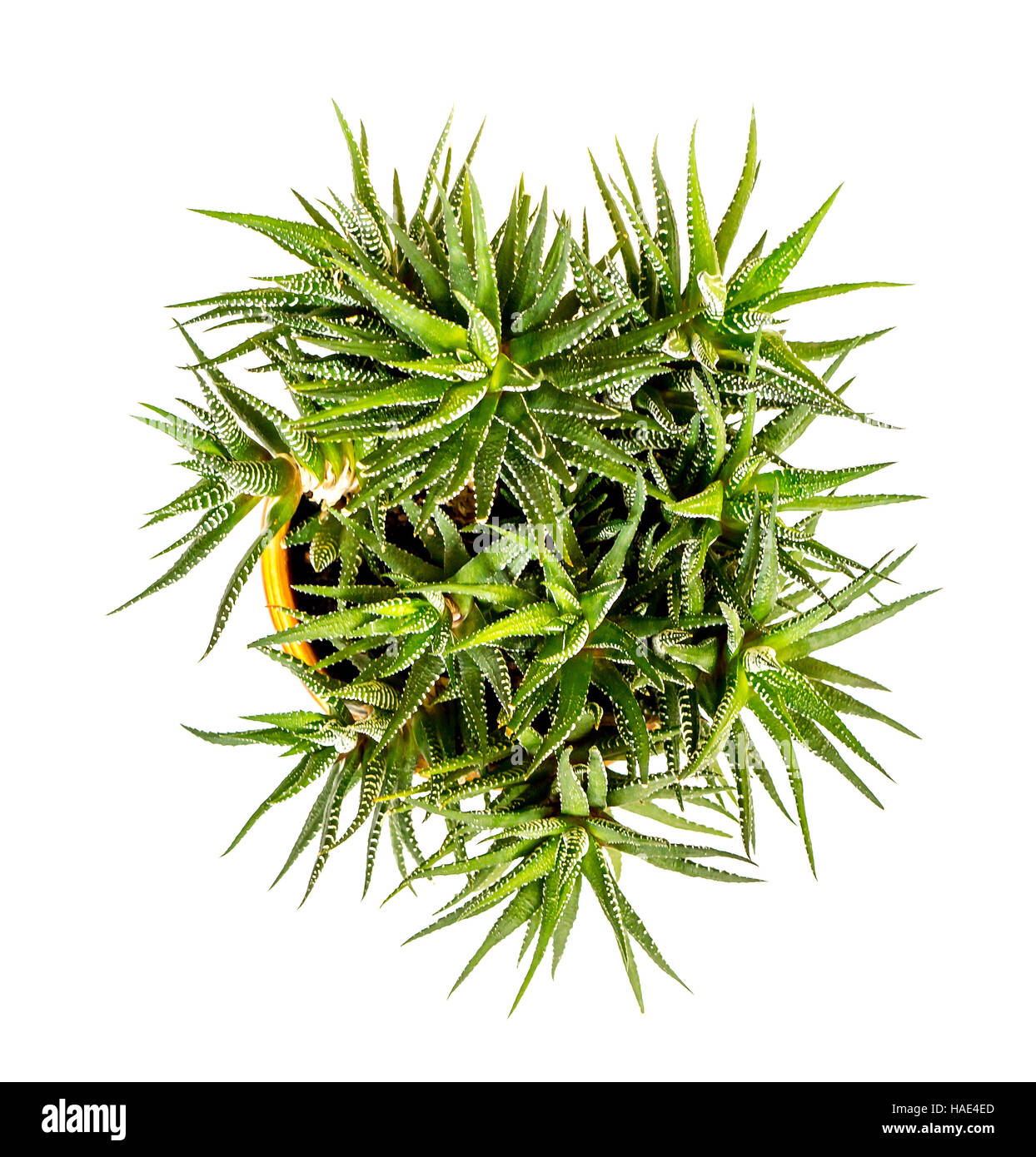 Smooth cactus hi-res stock photography and images - Alamy