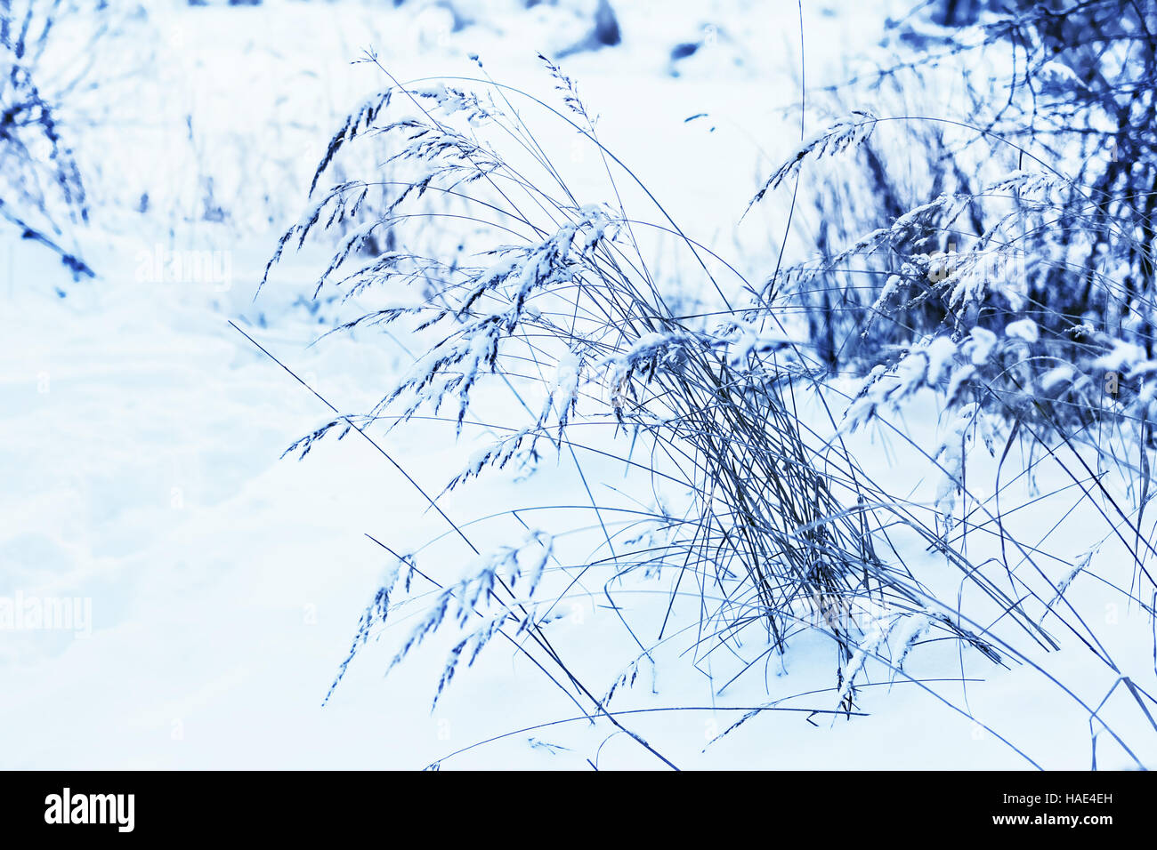 Winter grass background hi-res stock photography and images - Alamy