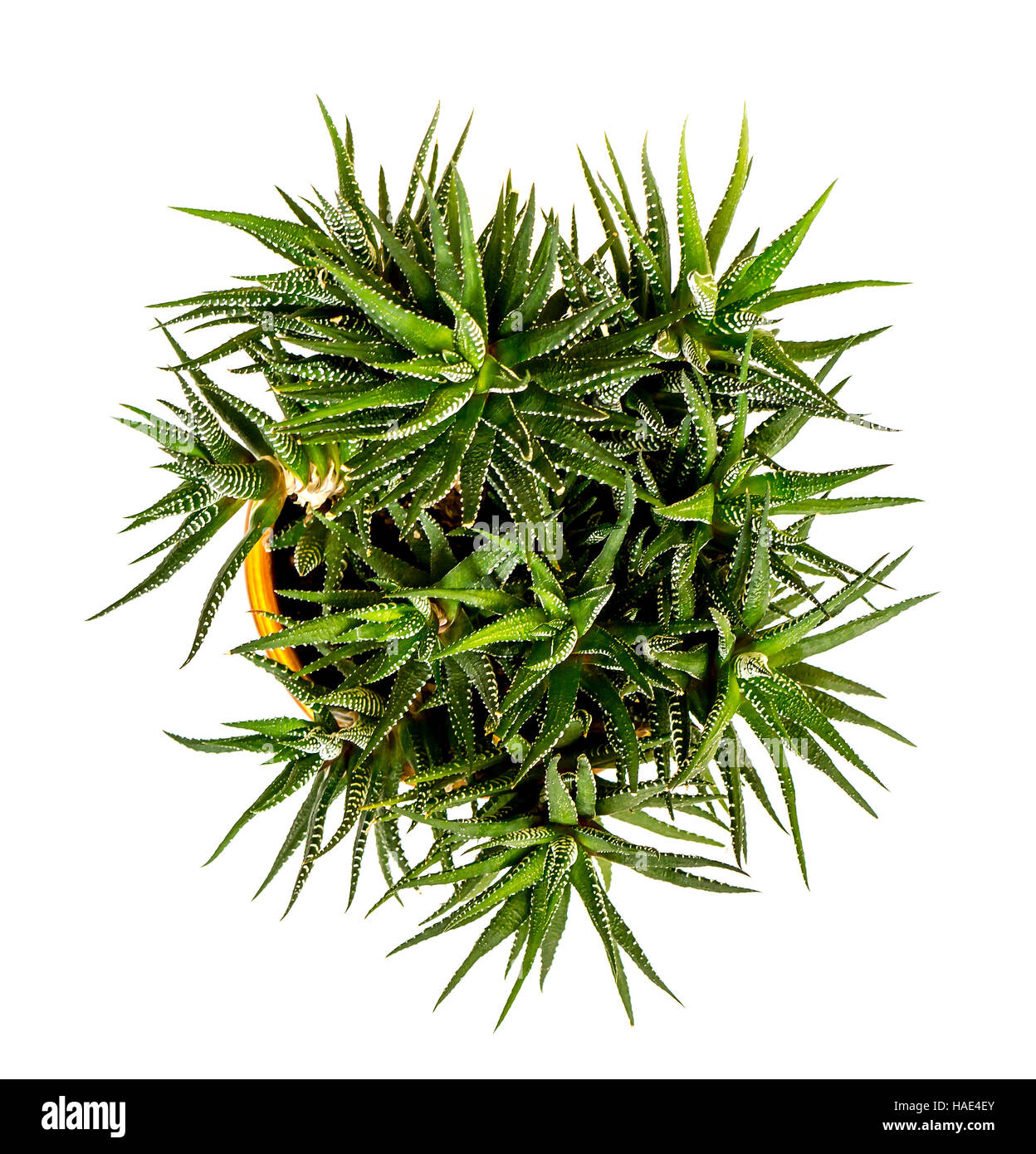 The nature green isolated Cactus Stock Photo - Alamy