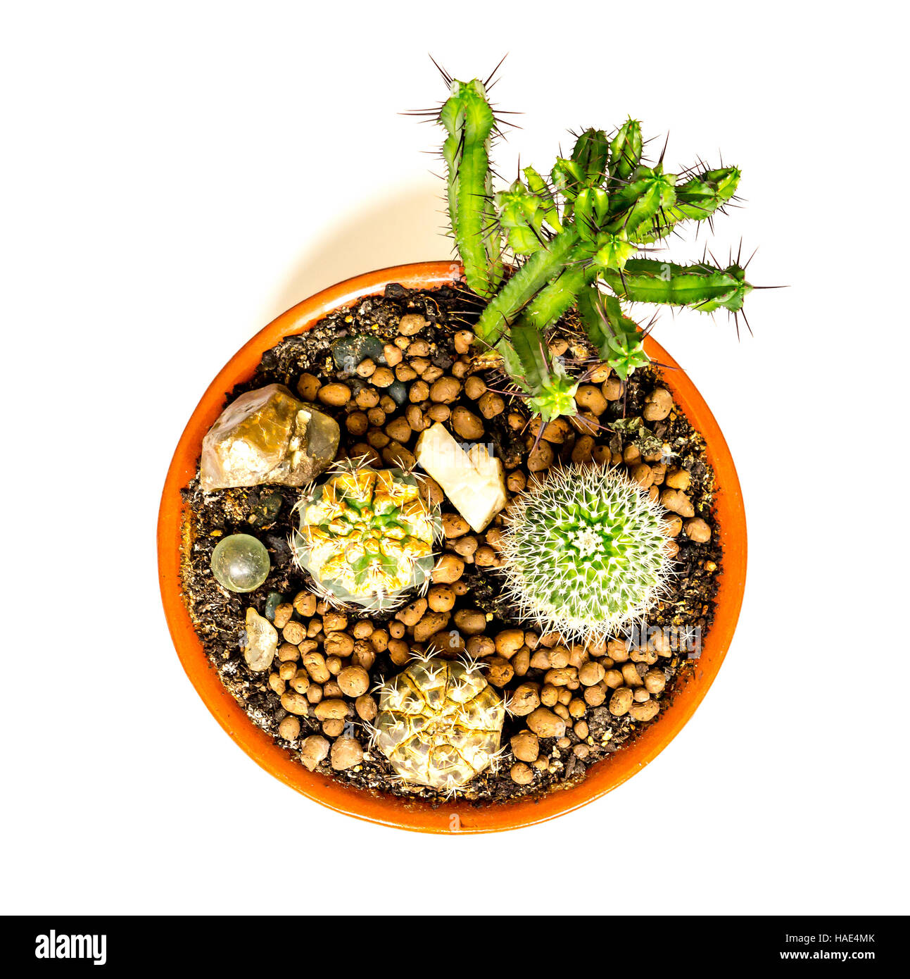 The nature green isolated Cactus Stock Photo - Alamy