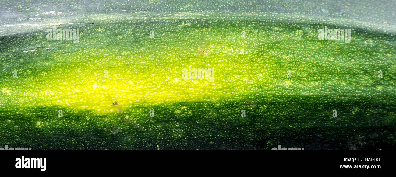 The nature raw squash background and texture Stock Photo - Alamy