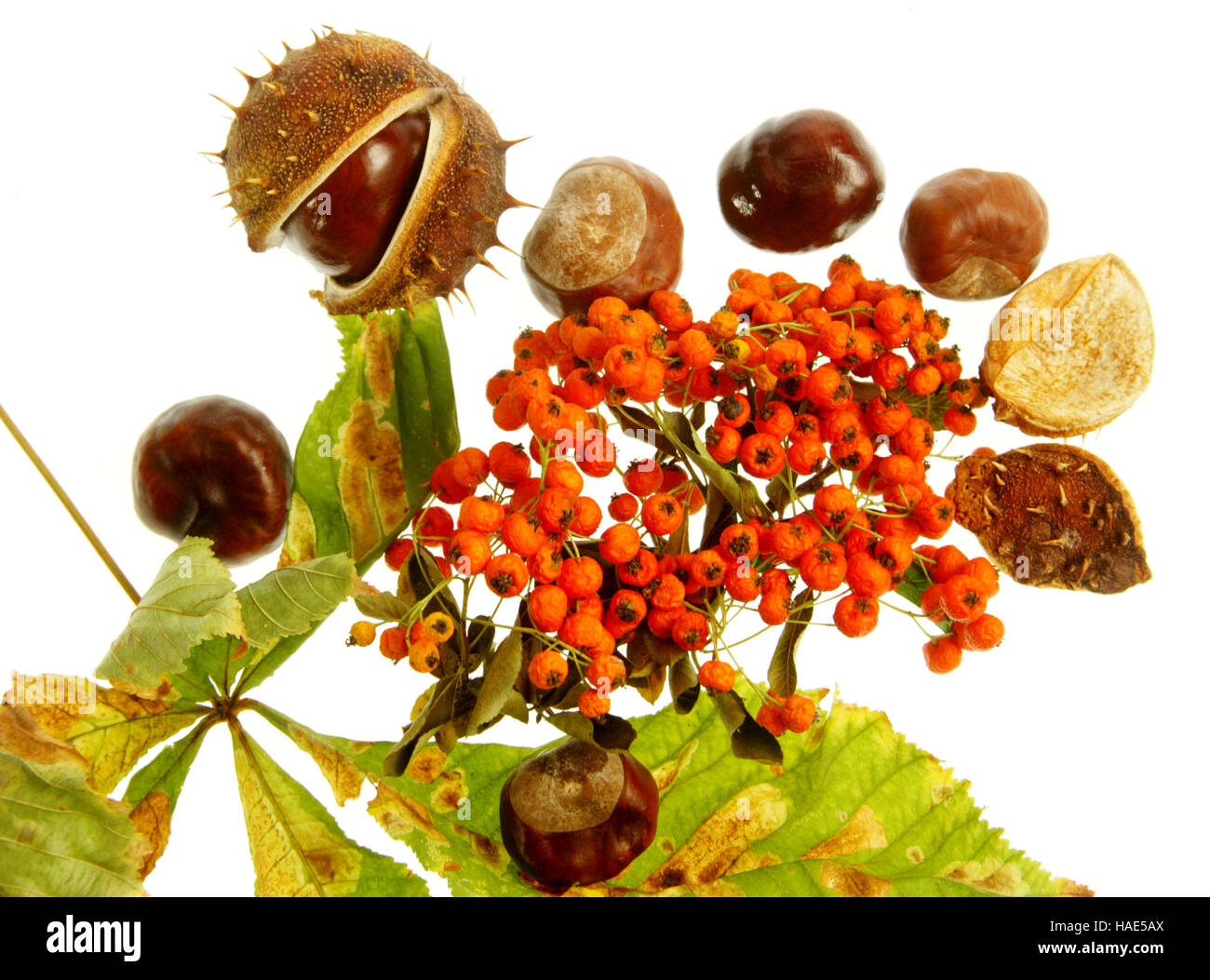 Rosskastaniengewaechse hi-res stock photography and images - Alamy