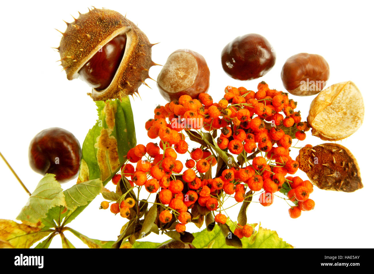 Kastanie Stock Photo - Alamy