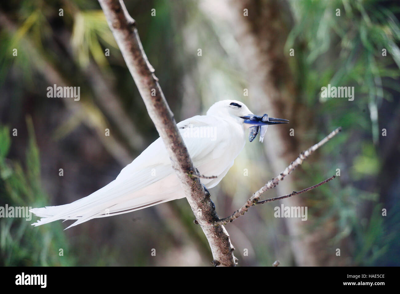 Fairy Tern (Gygis alba), Feenseeschwalbe Stock Photo - Alamy