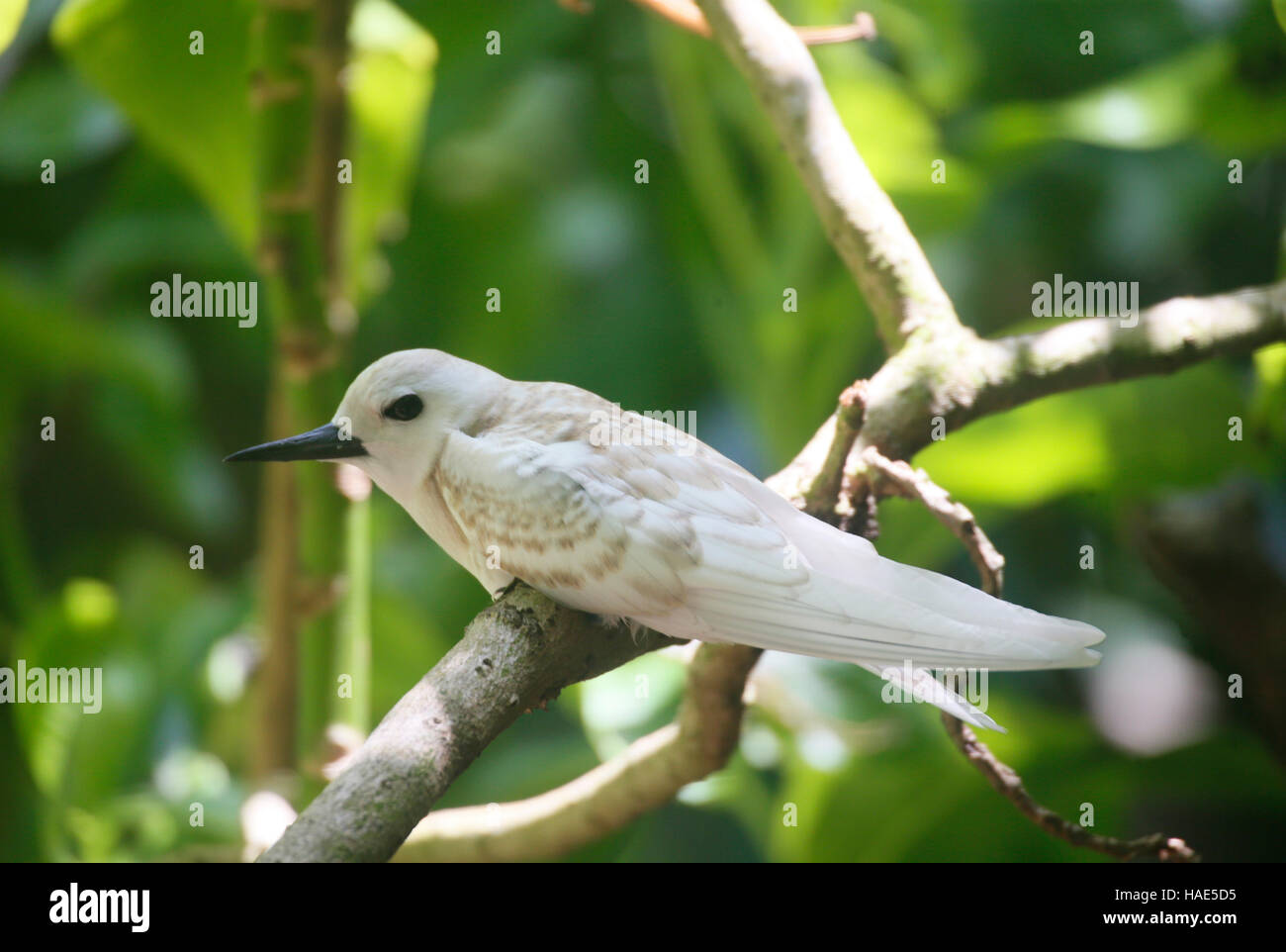 Fairy Tern (Gygis alba), Seychelles Stock Photo - Alamy