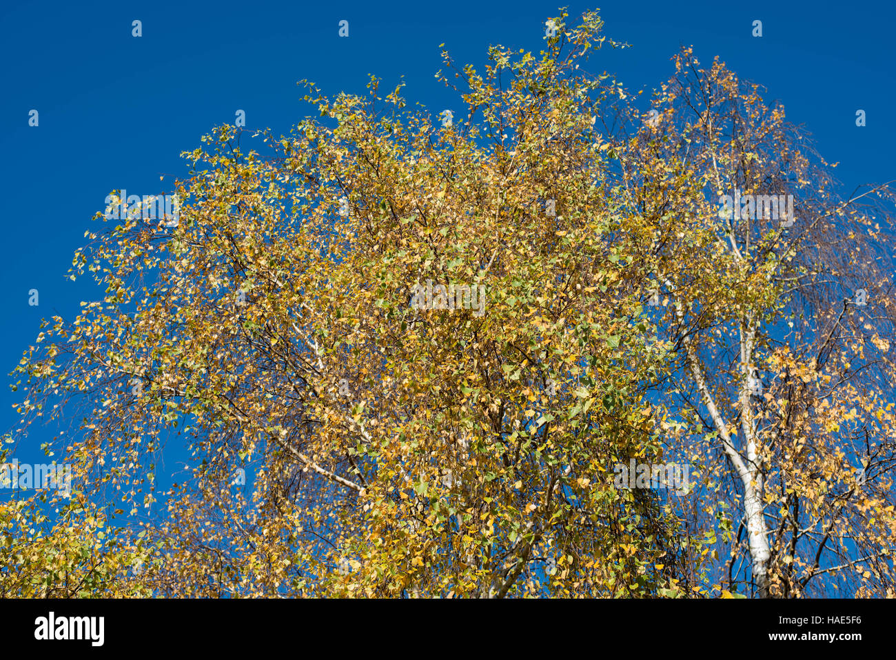 Autumn Leaves on a Silver Birch Tree Against a Clear Blue Sky Stock ...