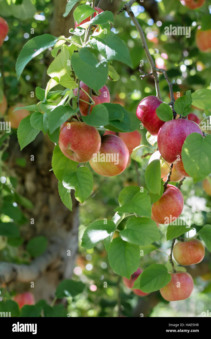 Rural orchard hi-res stock photography and images - Alamy