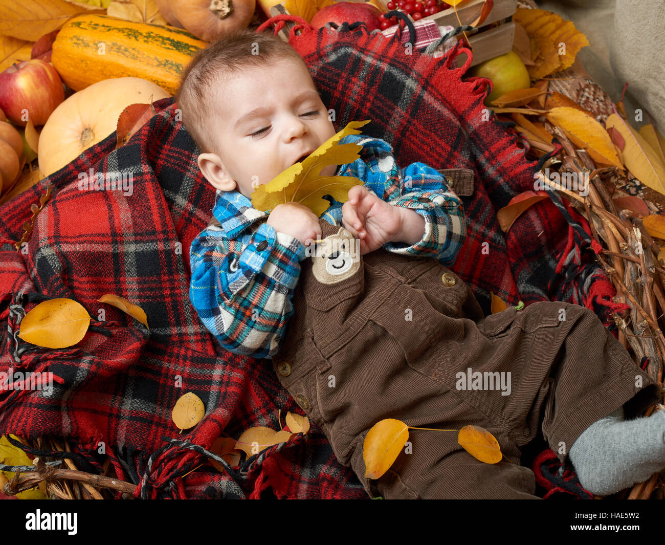 Wool blanket leaves hi-res stock photography and images - Alamy