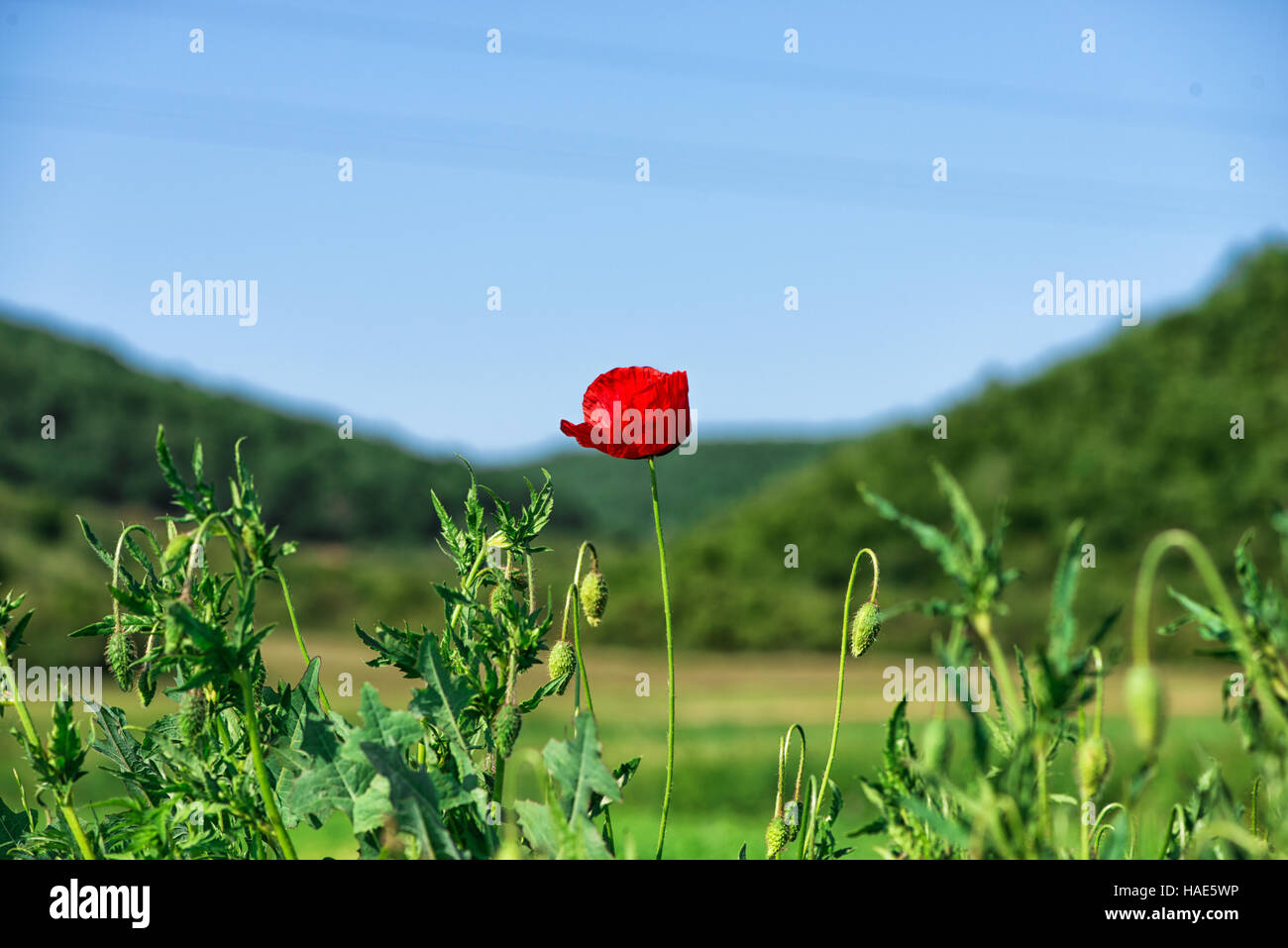 Red beautiful wild poppies hi-res stock photography and images - Alamy