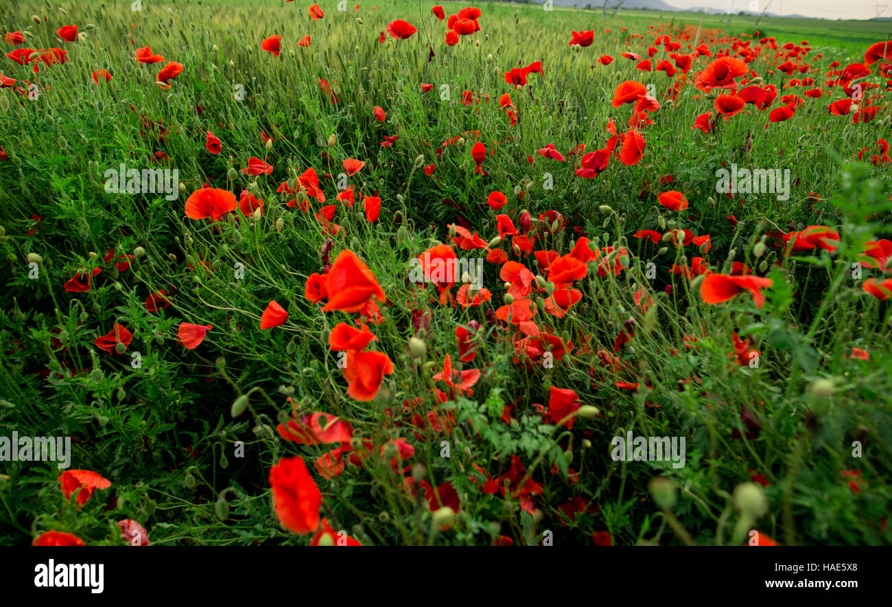 Beautiful red flowers Stock Photo - Alamy