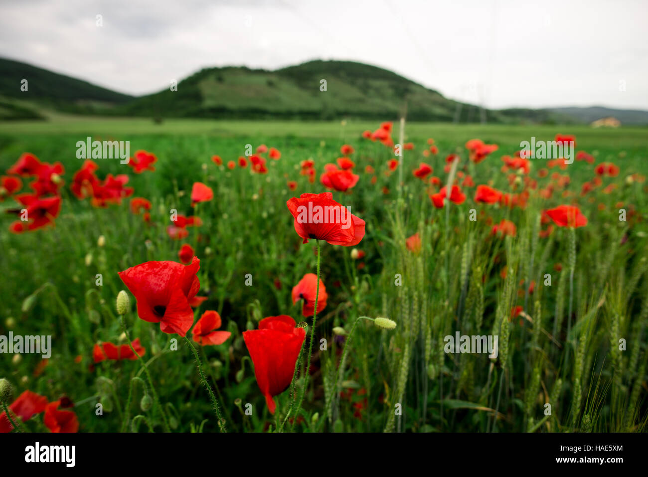 Beautiful red poppies flowers field hi-res stock photography and images ...