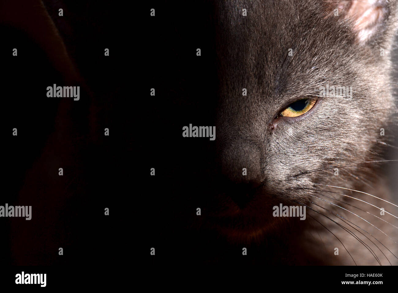 Adorable russian blue kitten hi-res stock photography and images - Alamy