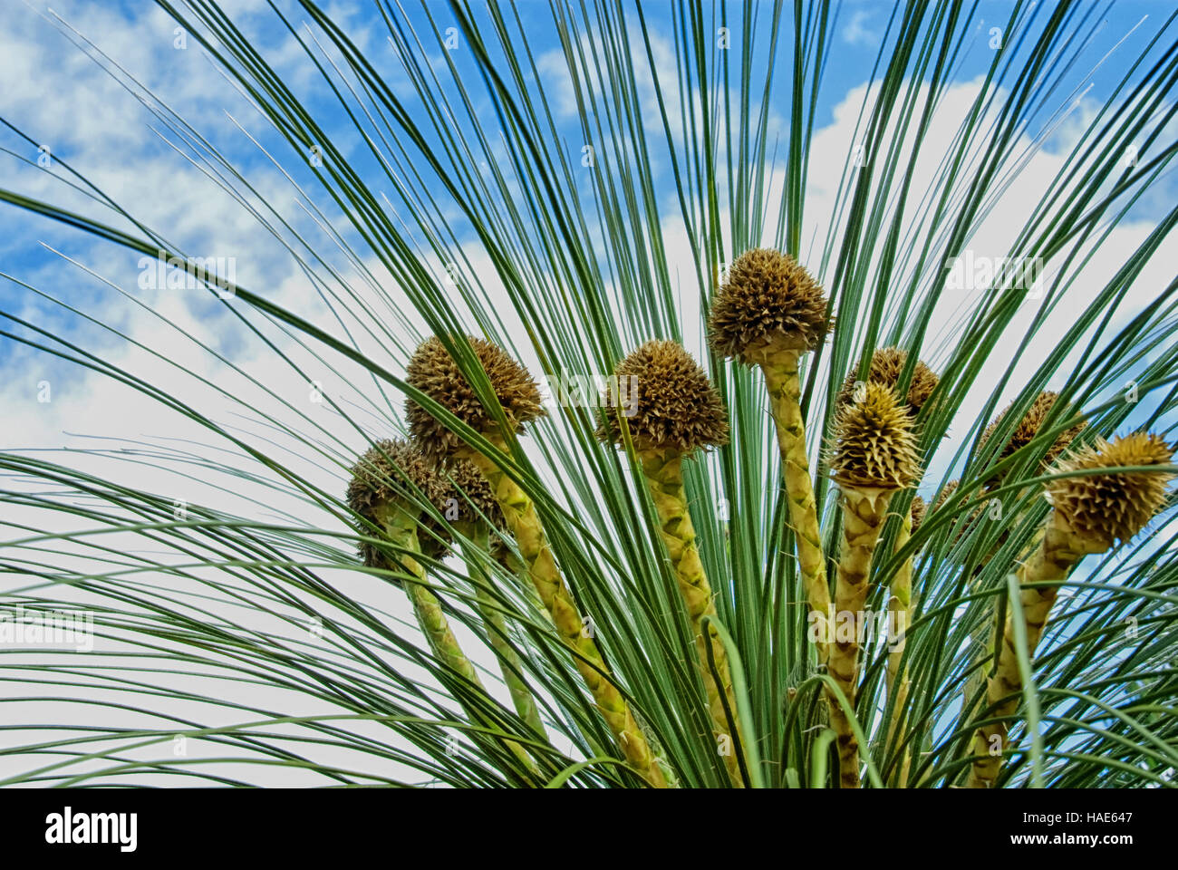 Crown of a Kingia Australis with long narrow leaves Stock Photo - Alamy