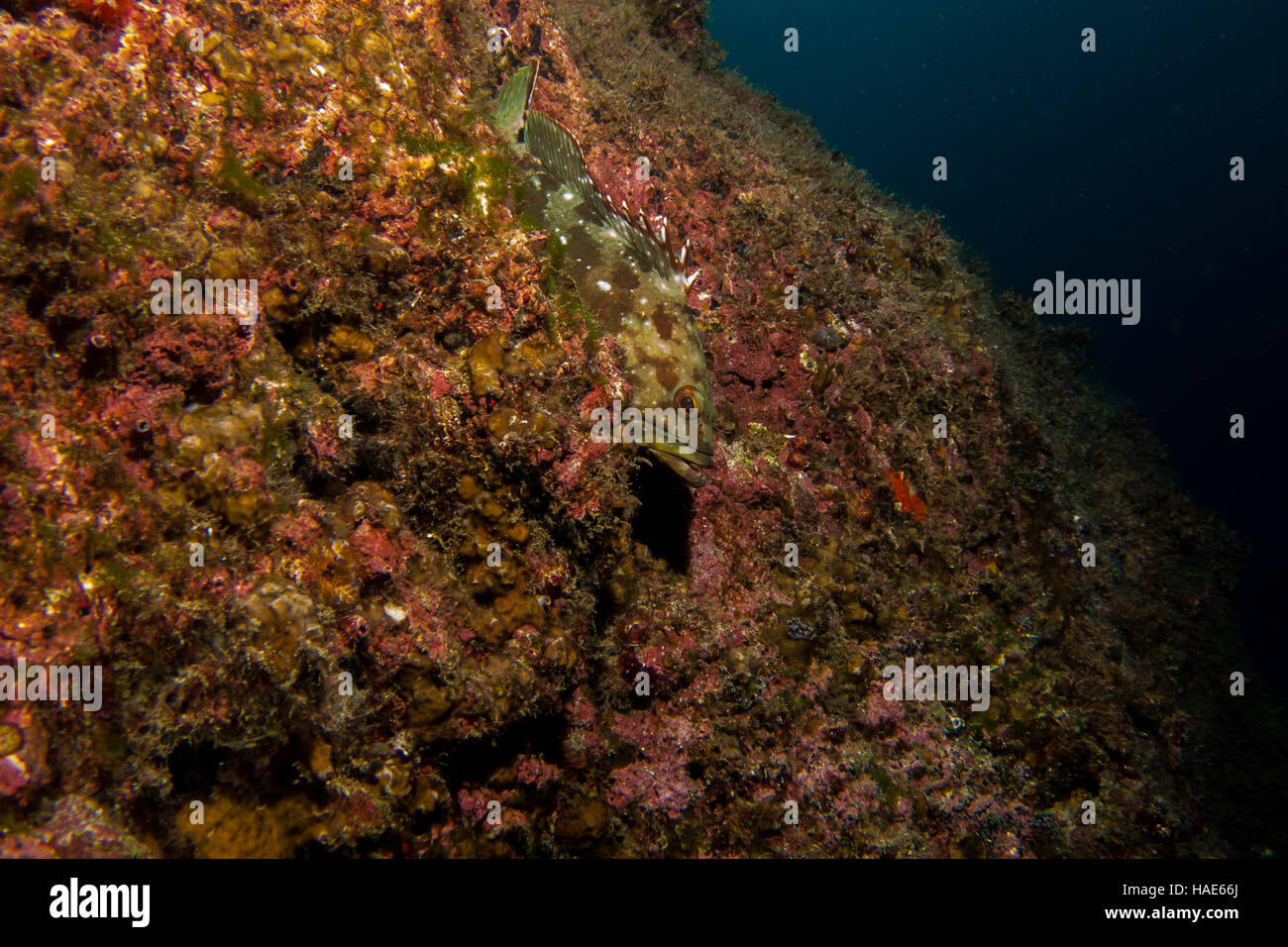 Coral reef fish costa rica hi-res stock photography and images - Alamy