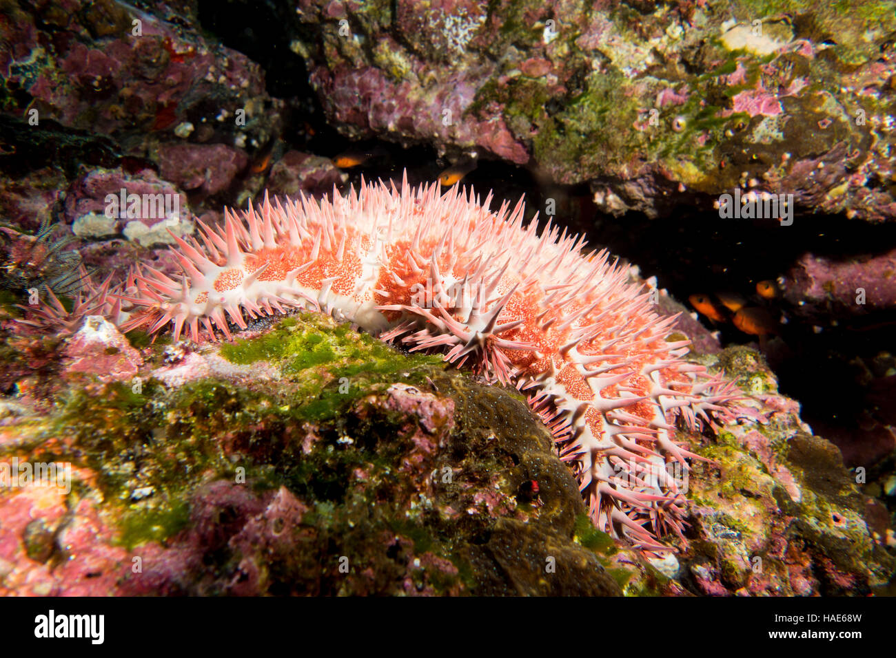 Crown of thorns sea star hi-res stock photography and images - Alamy