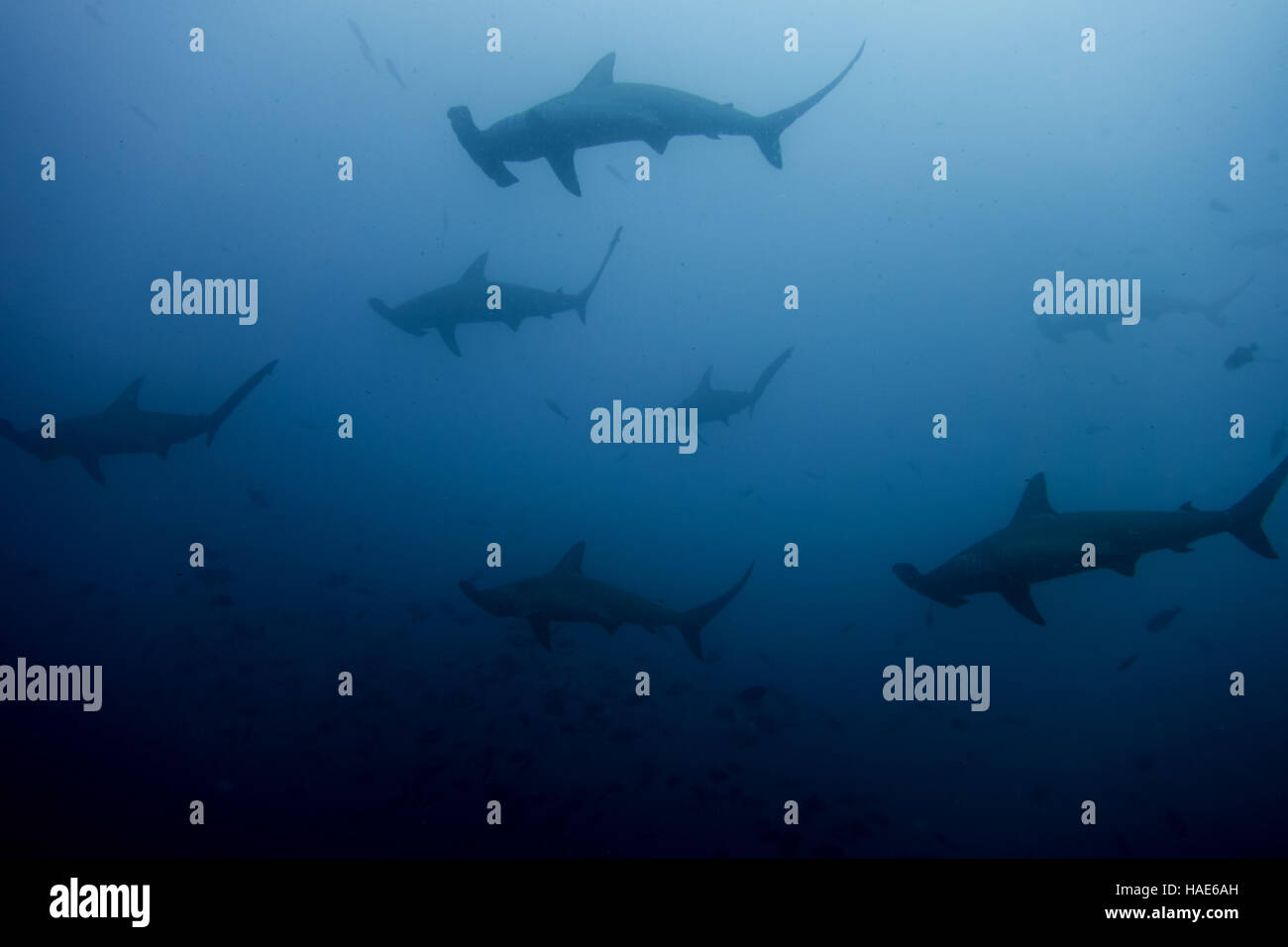 School of sharks hi-res stock photography and images - Alamy
