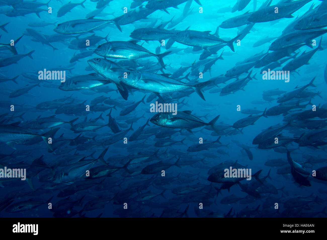 School of jackfish Stock Photo - Alamy