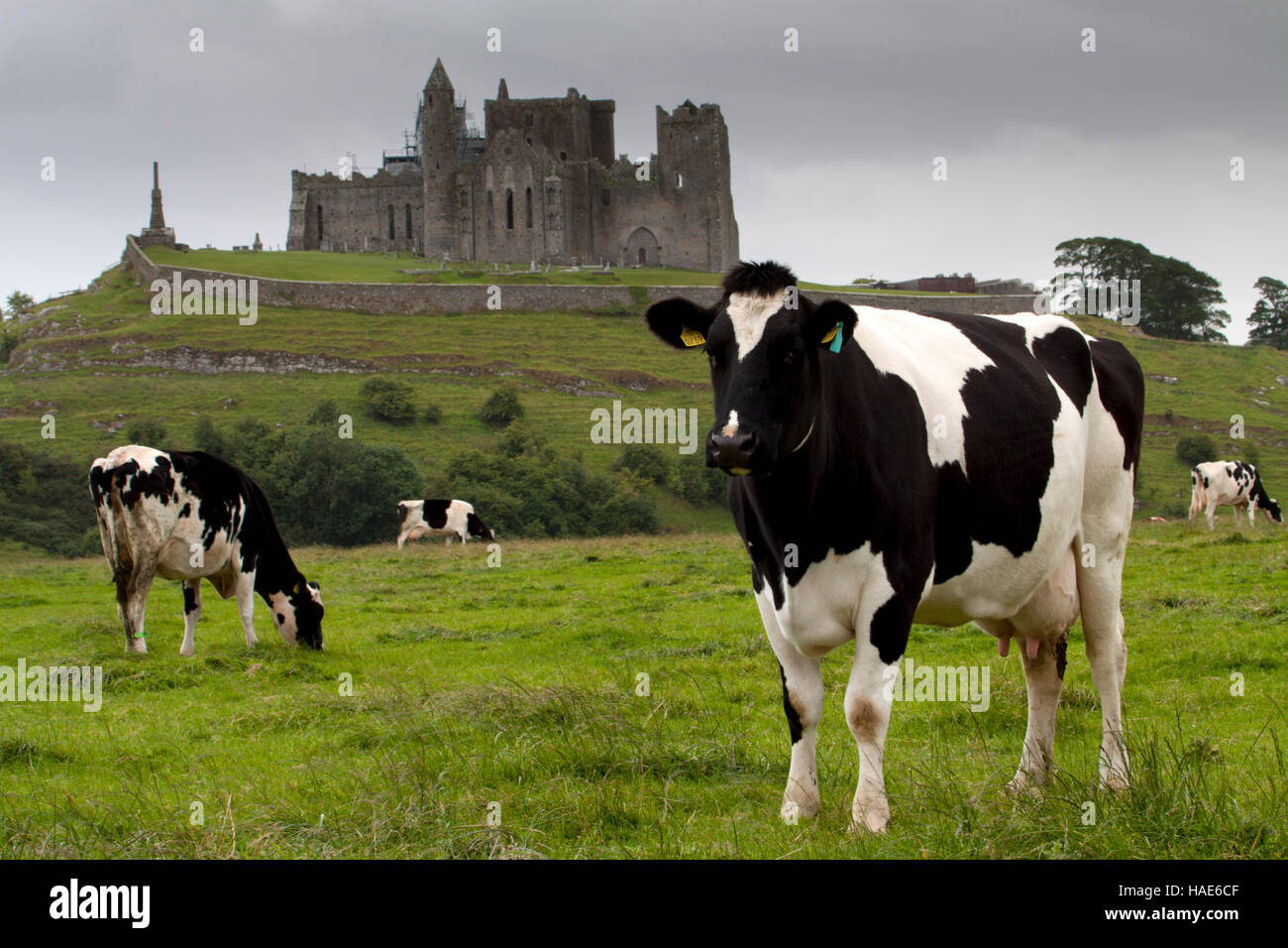 Ireland cows in meadow Stock Photo - Alamy