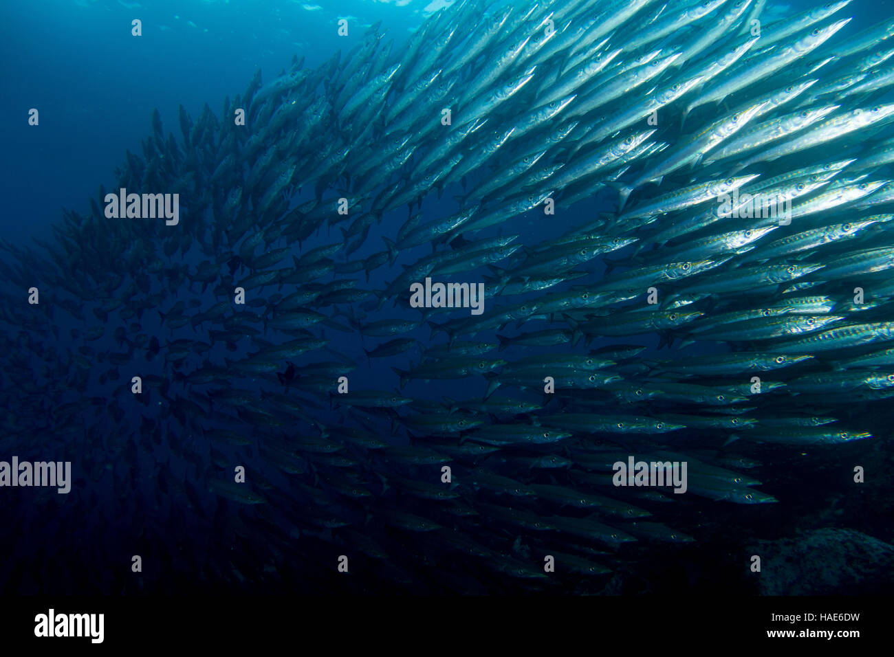 School of Barracuda Stock Photo - Alamy