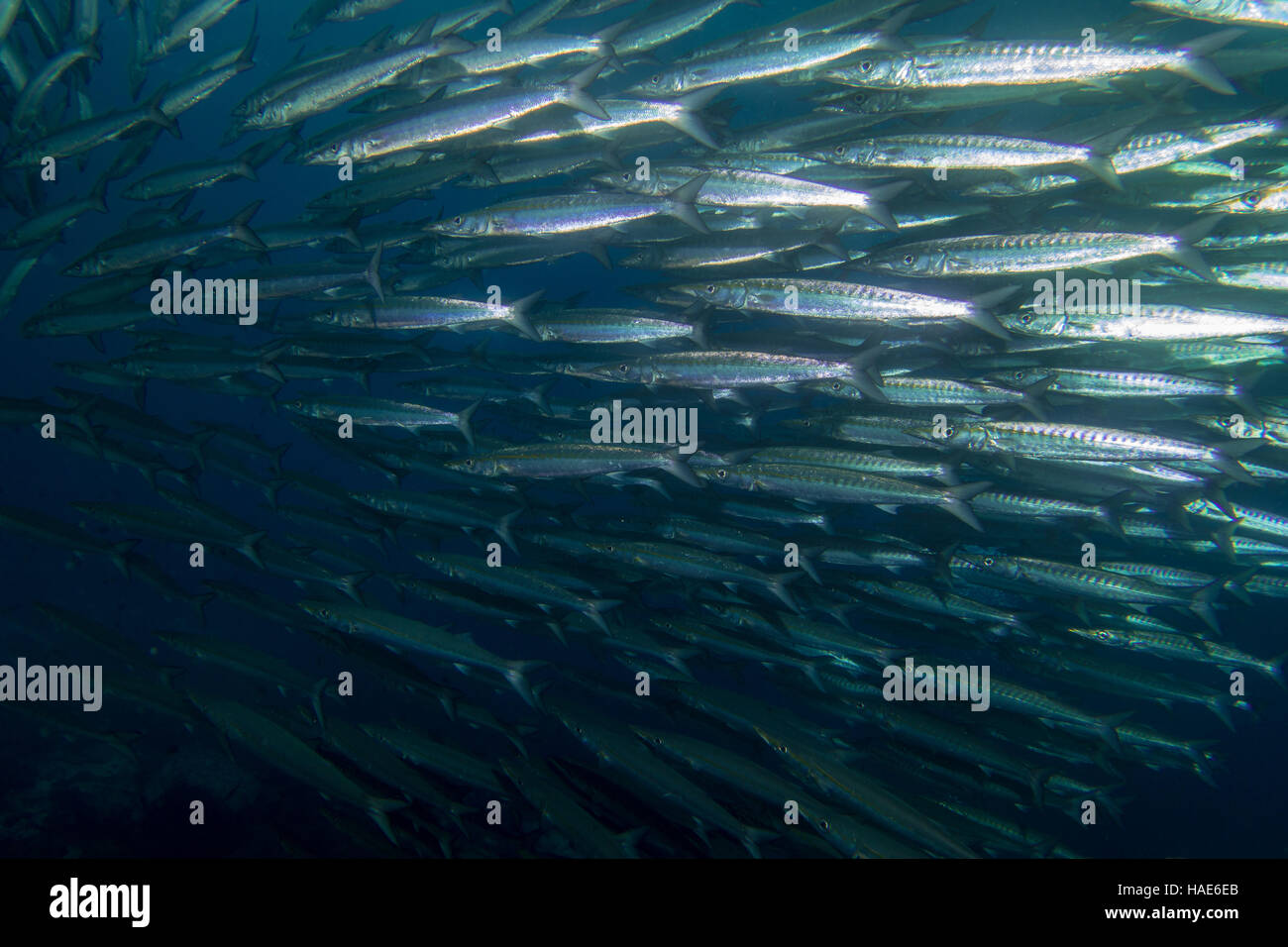 School of Barracuda Stock Photo - Alamy