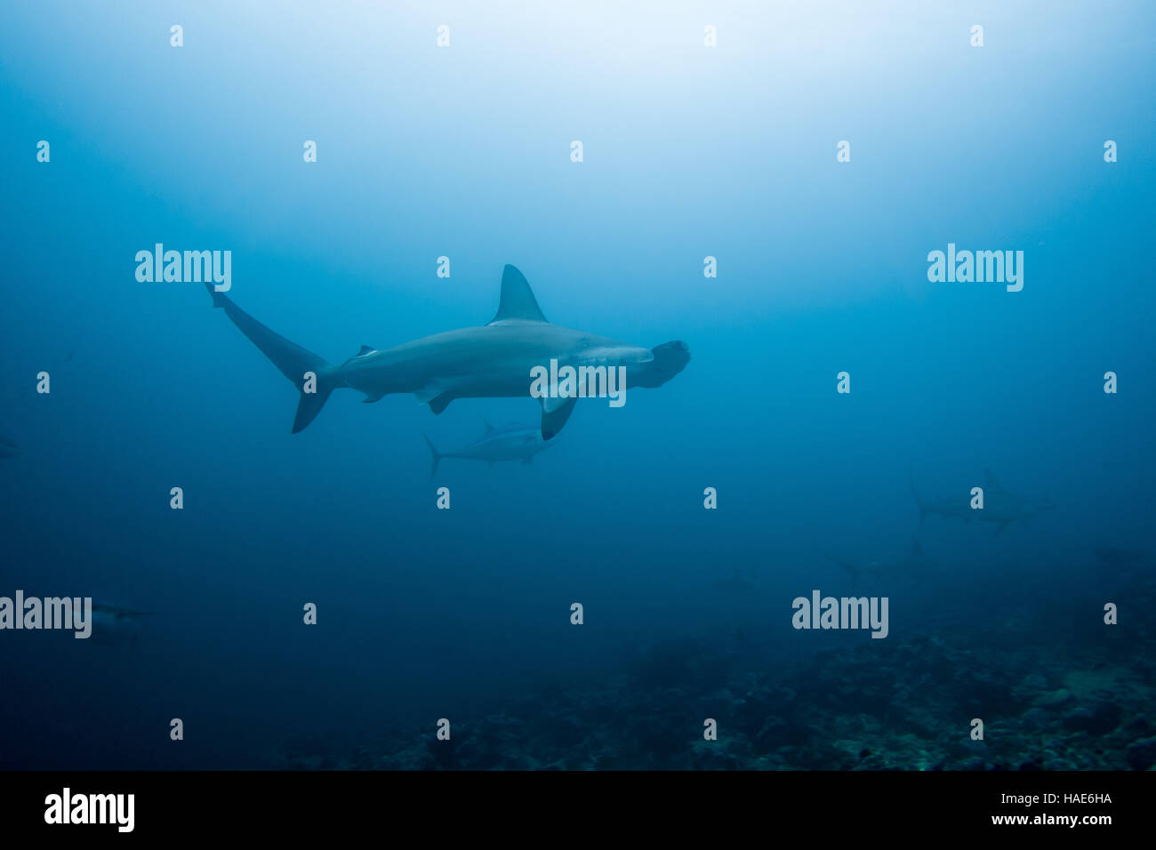 Hammerhead sharks mating hi-res stock photography and images - Alamy