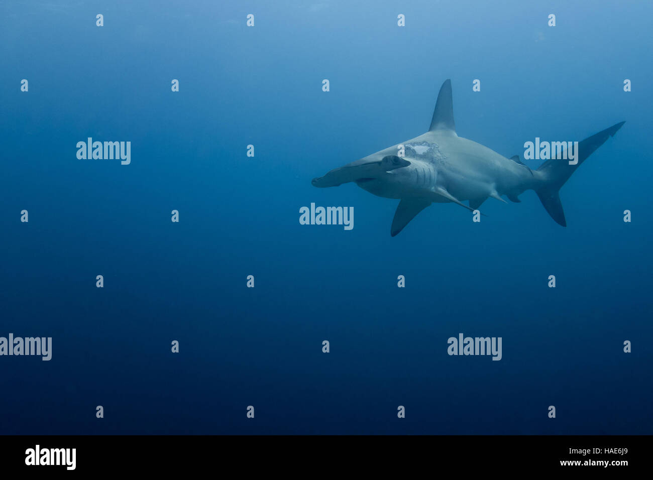 Hammerhead shark malpelo island Stock Photo - Alamy