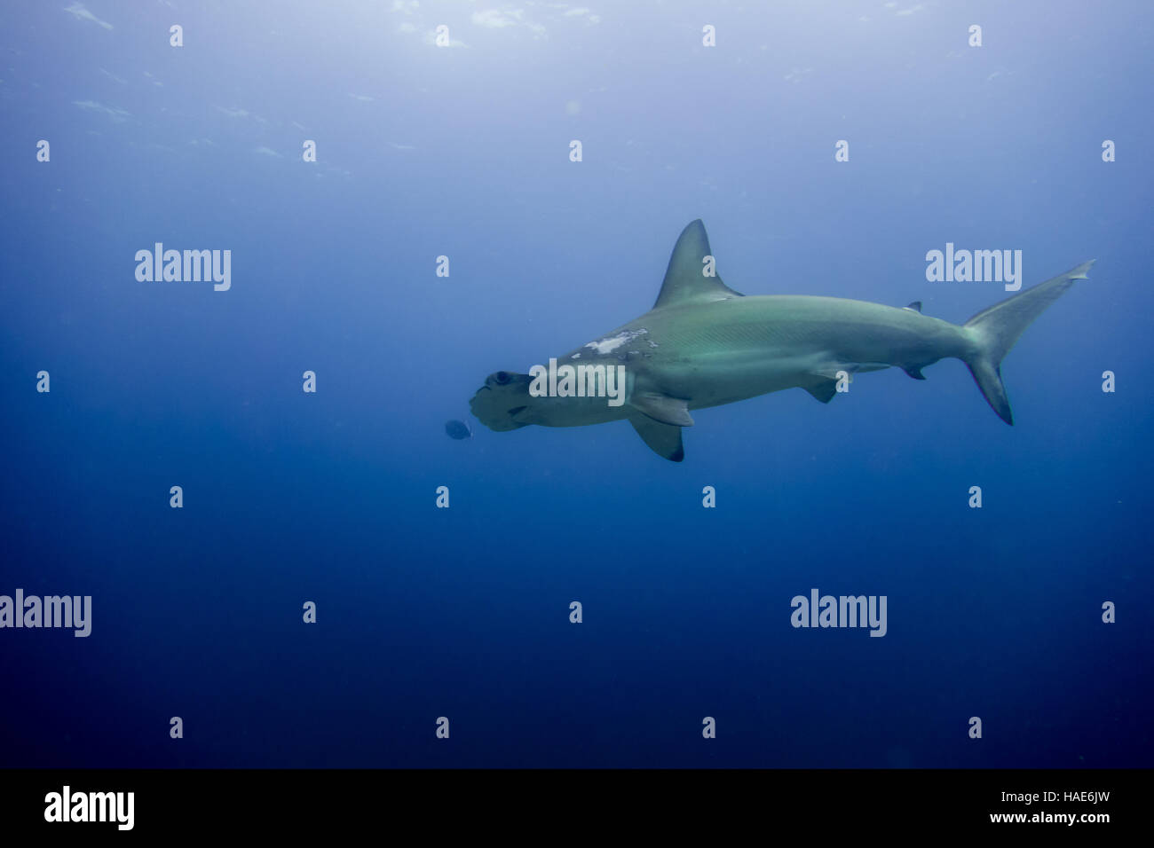 Hammerhead sharks mating hi-res stock photography and images - Alamy