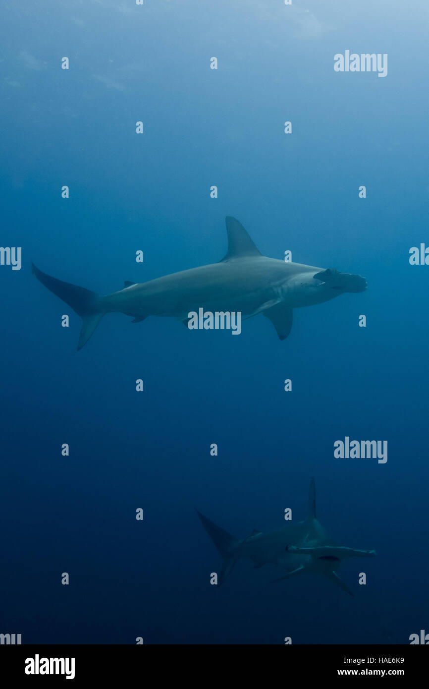 Hammerhead sharks mating hi-res stock photography and images - Alamy